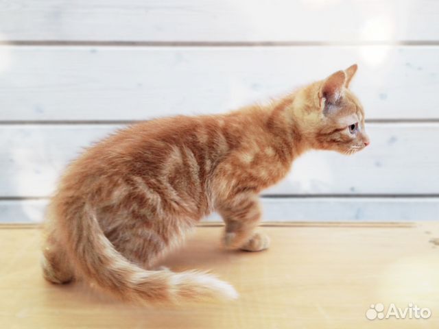 Рыжий котенок в добрые руки