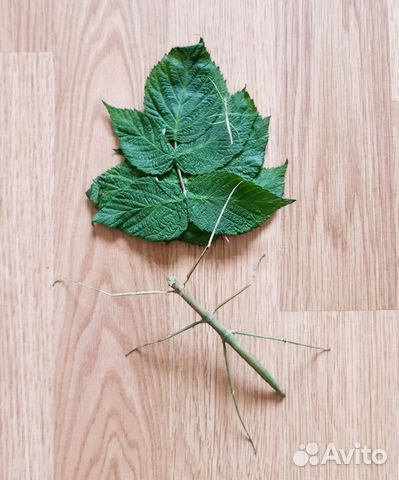 Аннамские палочники