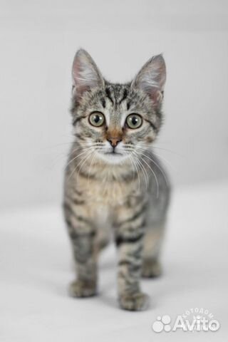 Котёнок Белка, девочка, 5 мес