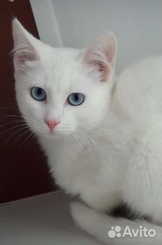 Белая кошечка 6 месяцев