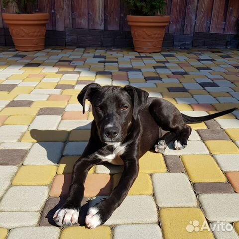 Чудо-девочка Геля - собака в добрые руки