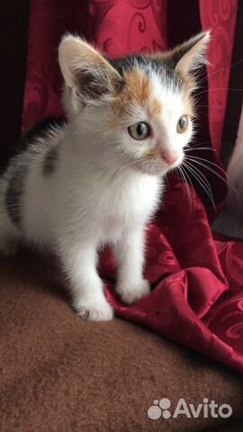 Отдам в добрые руки