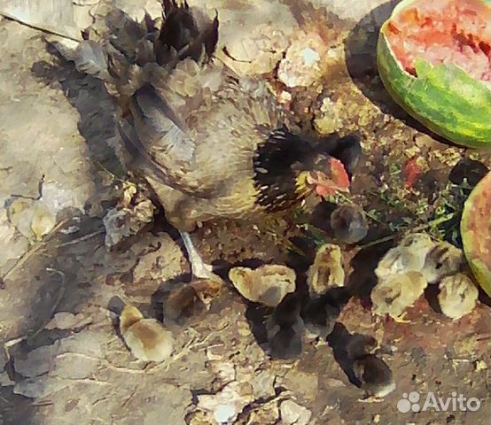 Клуша с цыплятами