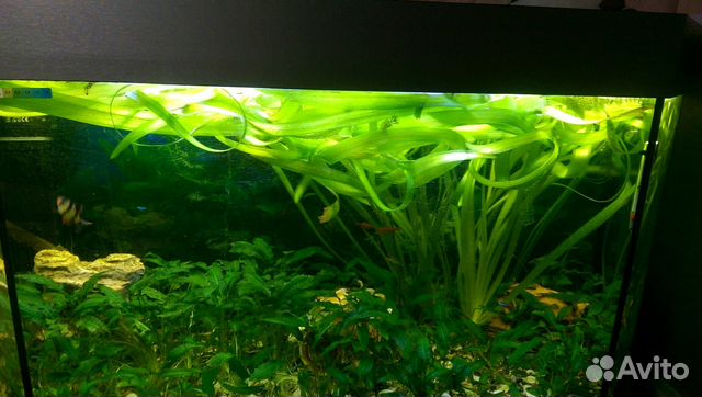 Гигантская Валлиснерия