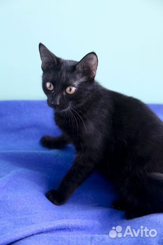 Котенок Черничка ищет дом