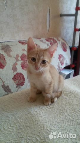 Бетти ищет хороших хозяев