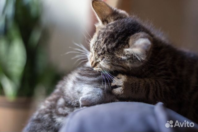 Две везучие сестрёнки