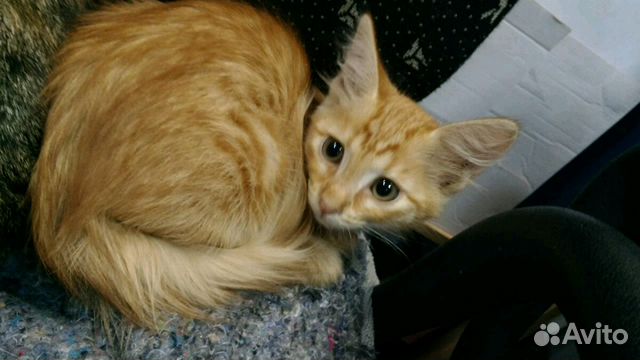 Рыжая бестия