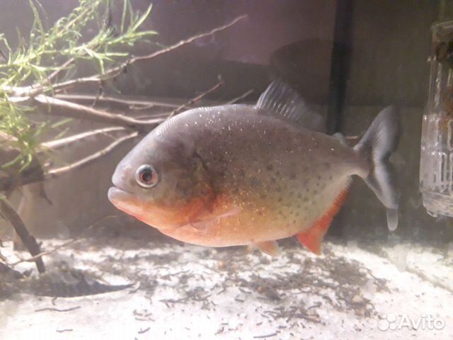 Пираньи Хищные 12-15 см