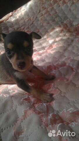 Щенки той-терьера