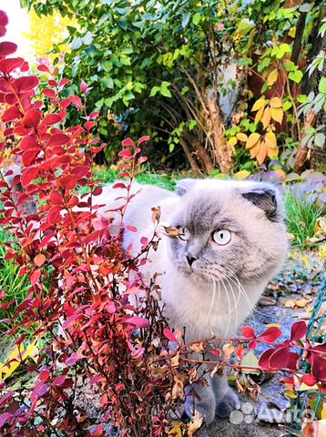 Шотландец вислоушка вязка