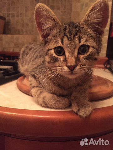 Супер ласковый котёнок Люк