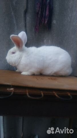 Продажа кролика Белый великан