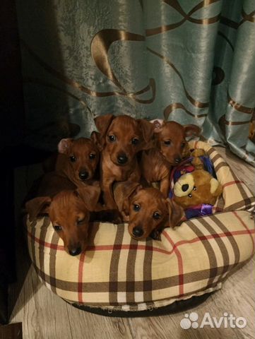 Очаровательные Щенки цвергпинчера Рыжики ищут друз