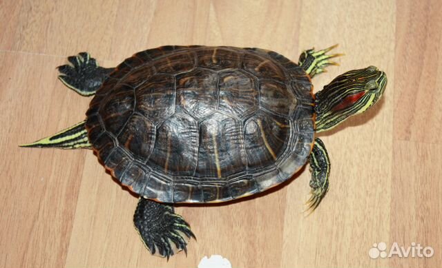 Красноухая калифорнийская черепаха