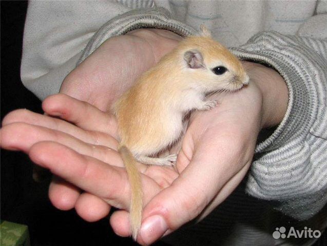 Песчанка