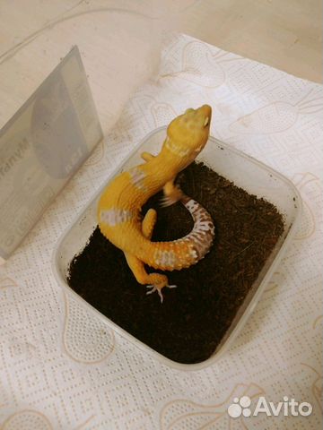 Продам эублефар