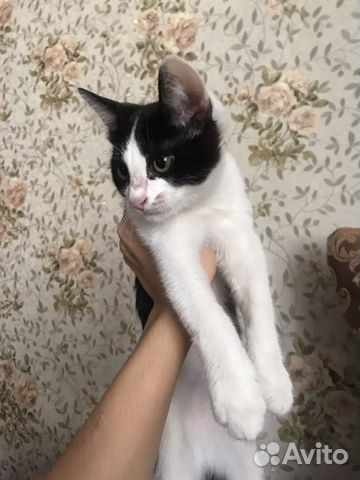Кот, помесь с сибирской породой