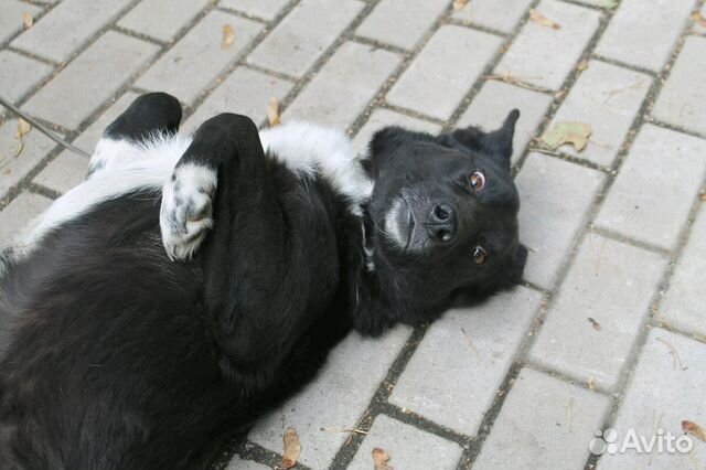 Чернушка-Ласка ищет дом