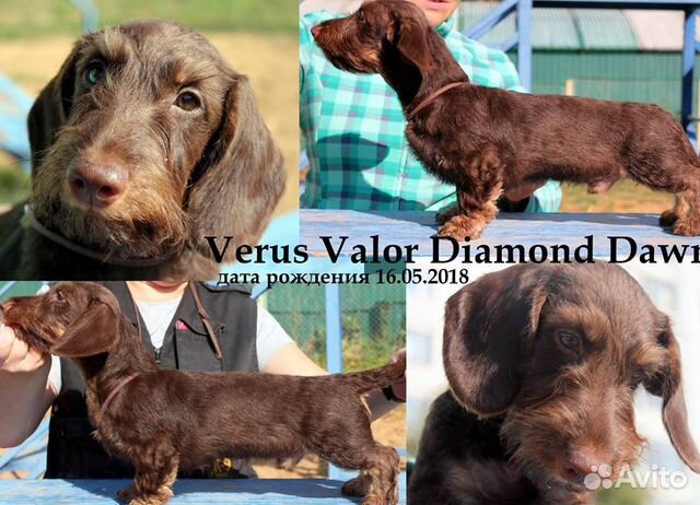 Такса жёсткошерстная миниатюрная (кобель)