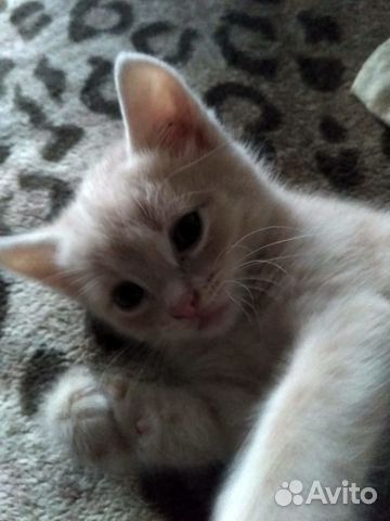 Отдадим котенка