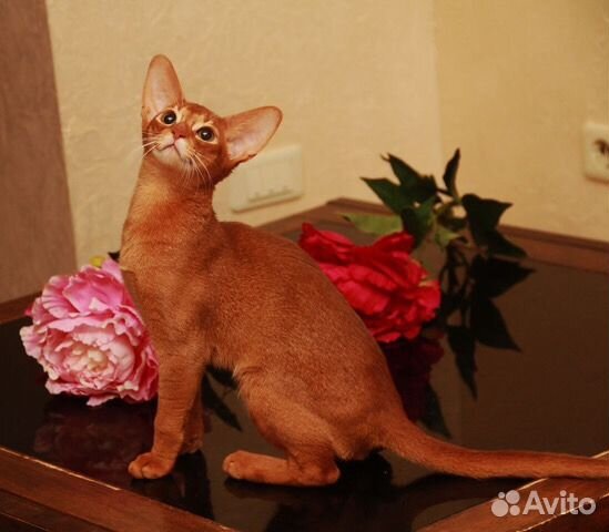 Мальчик соррель шоу класс, 4 м