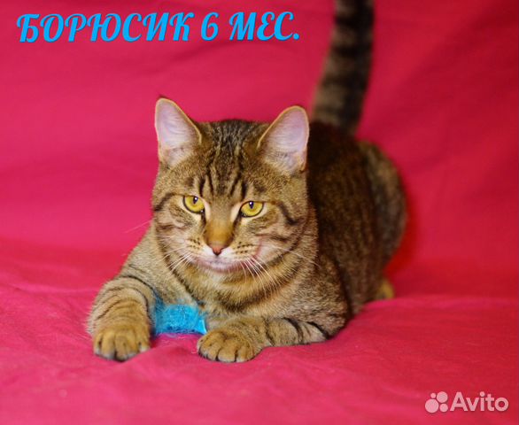 Борюсик подрощенный котенок 6 м - крупный ласковый