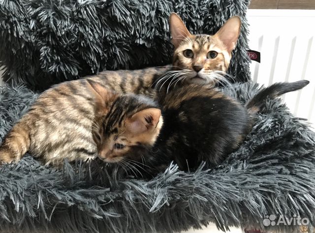 Тойгер котик Дон Барни