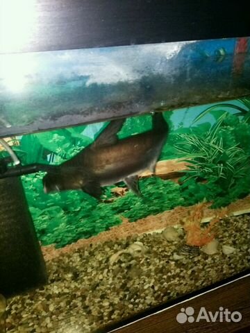 Сомовая акула