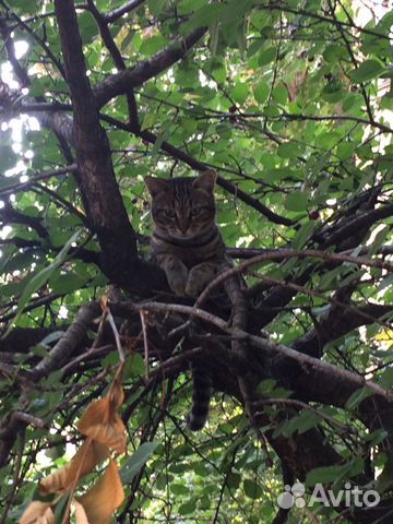 Кот Ланцелот ищет дом