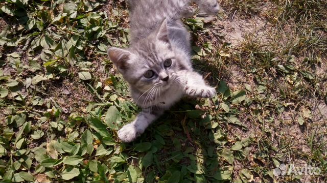 Потерялся котенок 4мес, девочка в Авиастр.районе