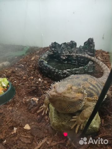 Бородатая агама