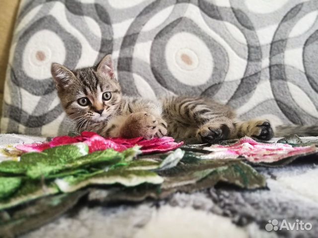 Продаётся прямоухий шотландский котенок