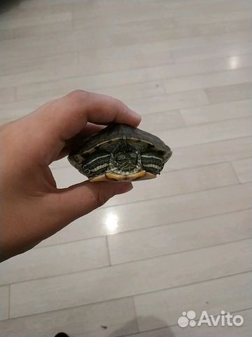 Черепаха красноухая с аквариумом, лампочкой и филь