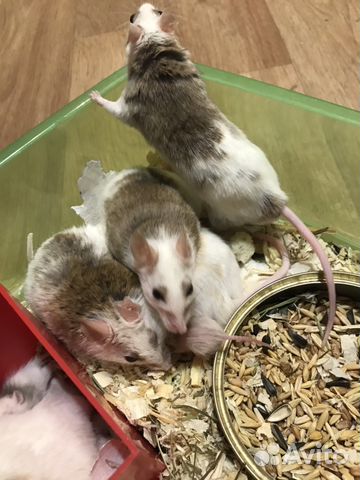 Мастомис африканская мышь