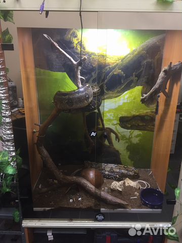 Императорский удав