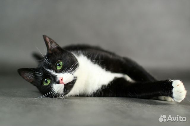 Ласкучая кошка Сандра в дар. 1 год