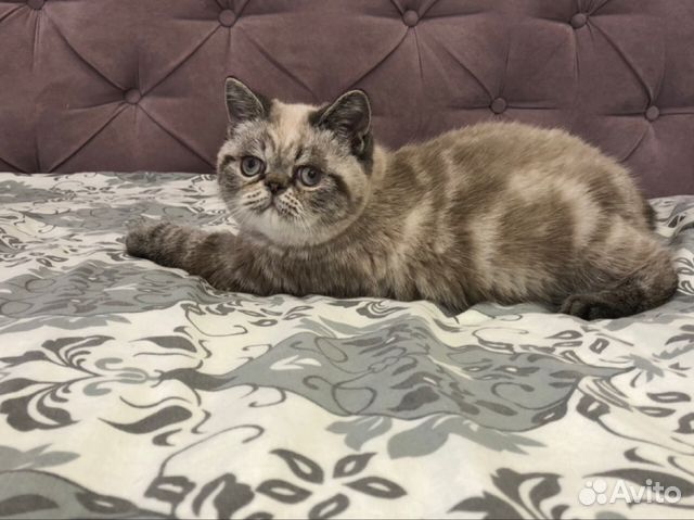 Котик экзотик