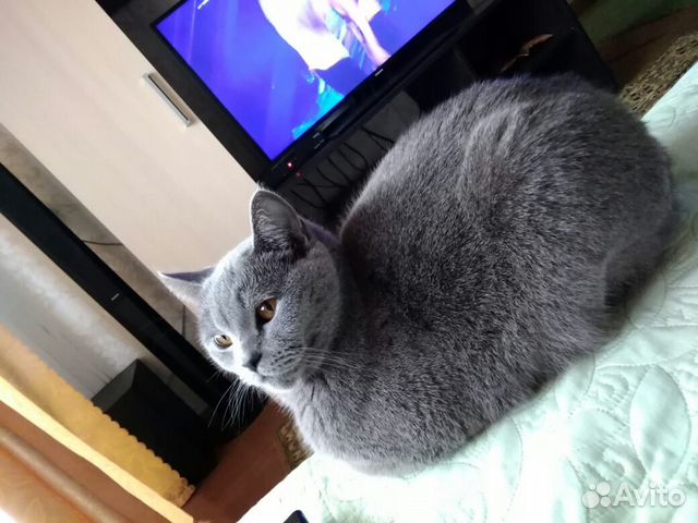 Британская кошка