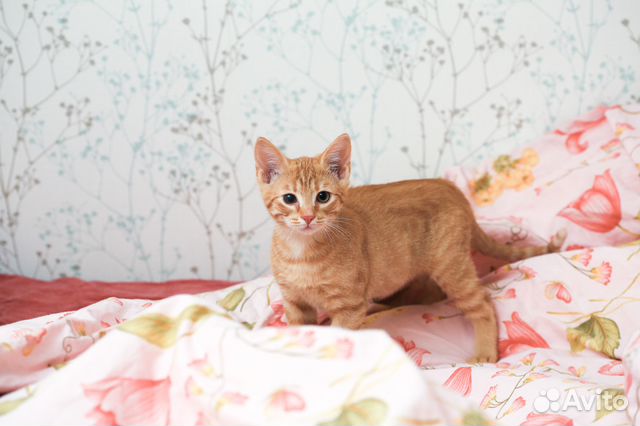 Потрясающий рыжик котенок, 3 мес, мальчик
