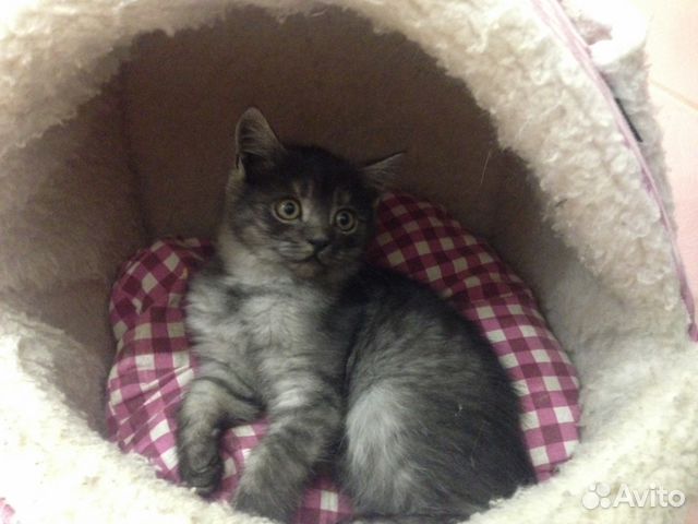Отдам котят в хорошие руки