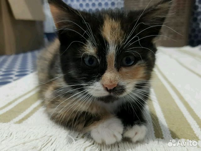 Шикарная девочка котенок в дар 1.5 мес