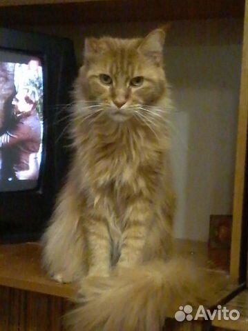 Отдам Мейн-куна