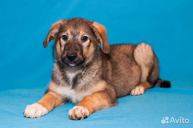 Щенуля Фанта в добрые руки