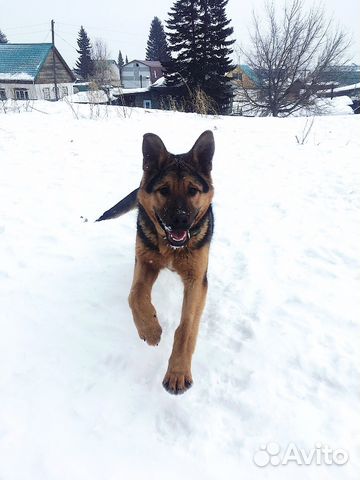 Отдам собаку в добрые руки