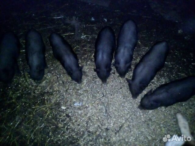 Вьетнамск вислобрюхий поросенок