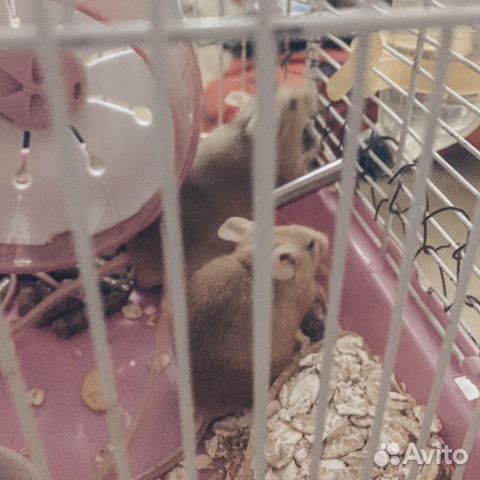 Сатиновые мышки