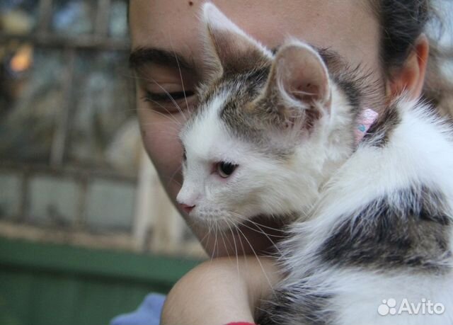 Самый няшный котенок мальчик Гром для Вас