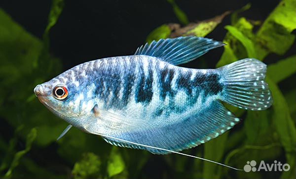 Аквариумные рыбки