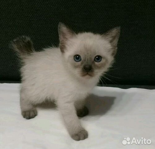 Котята- меконгские бобтейлы